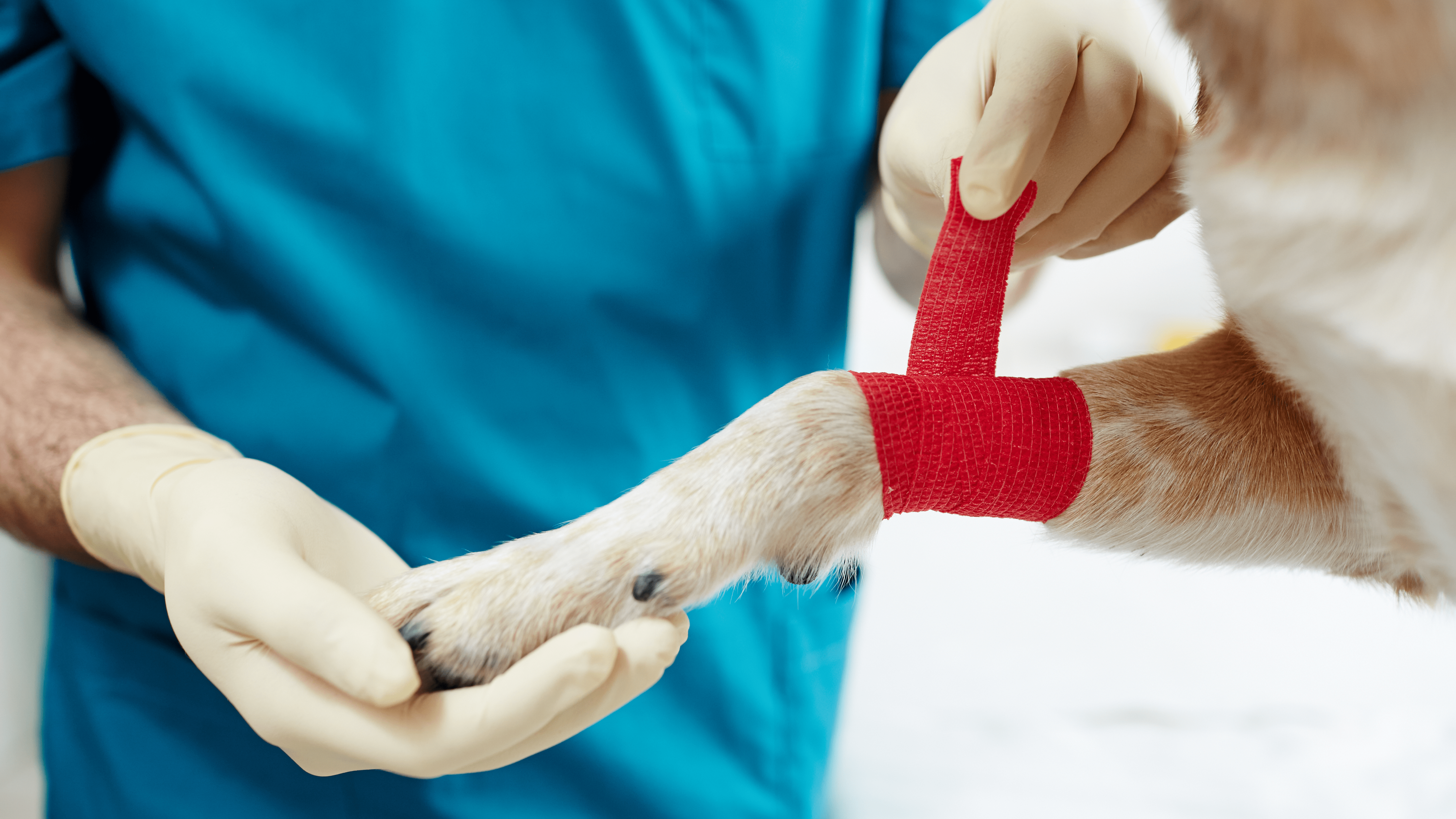 Boiterie chez le chien : causes, symptômes, traitements et urgences ...